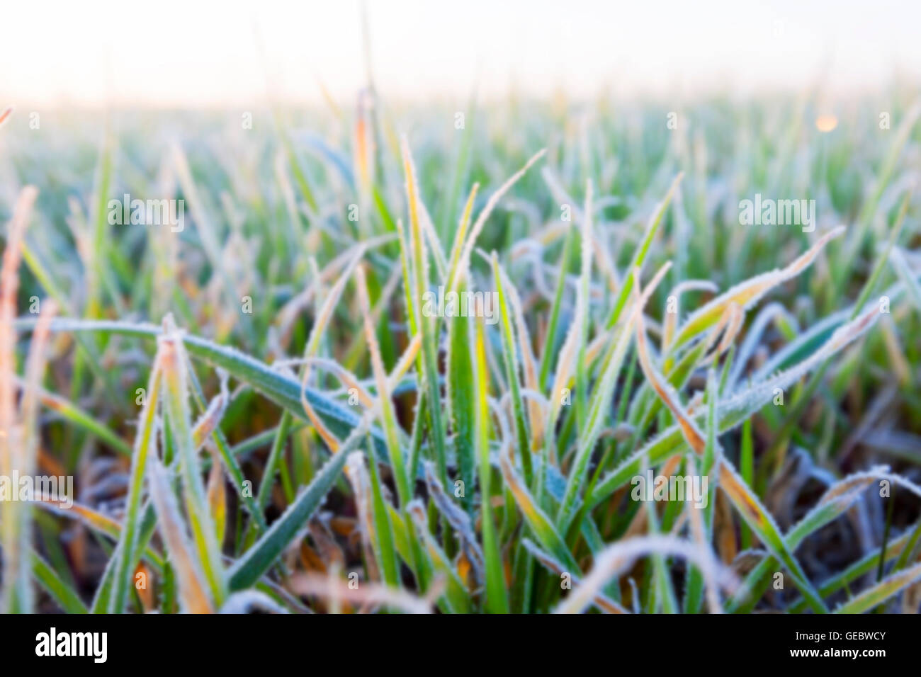wheat during frost Stock Photo - Alamy