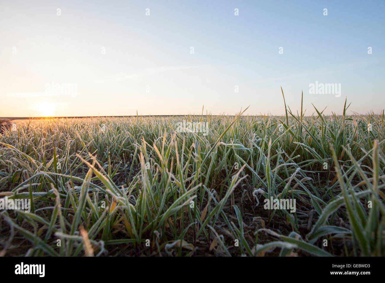 wheat during frost Stock Photo - Alamy