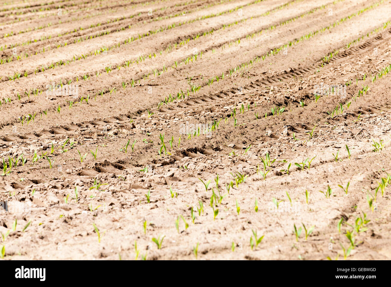 green corn. Spring Stock Photo - Alamy