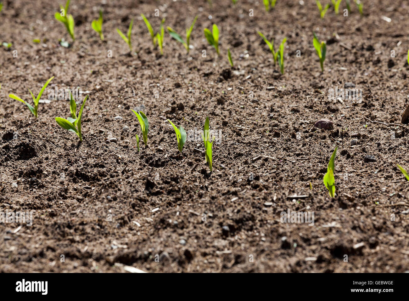 green corn. Spring Stock Photo - Alamy