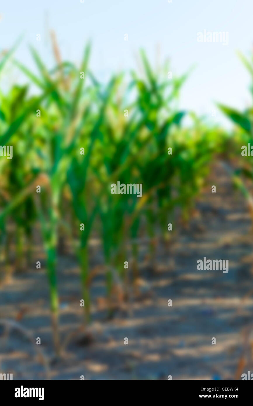 Green immature corn Stock Photo - Alamy