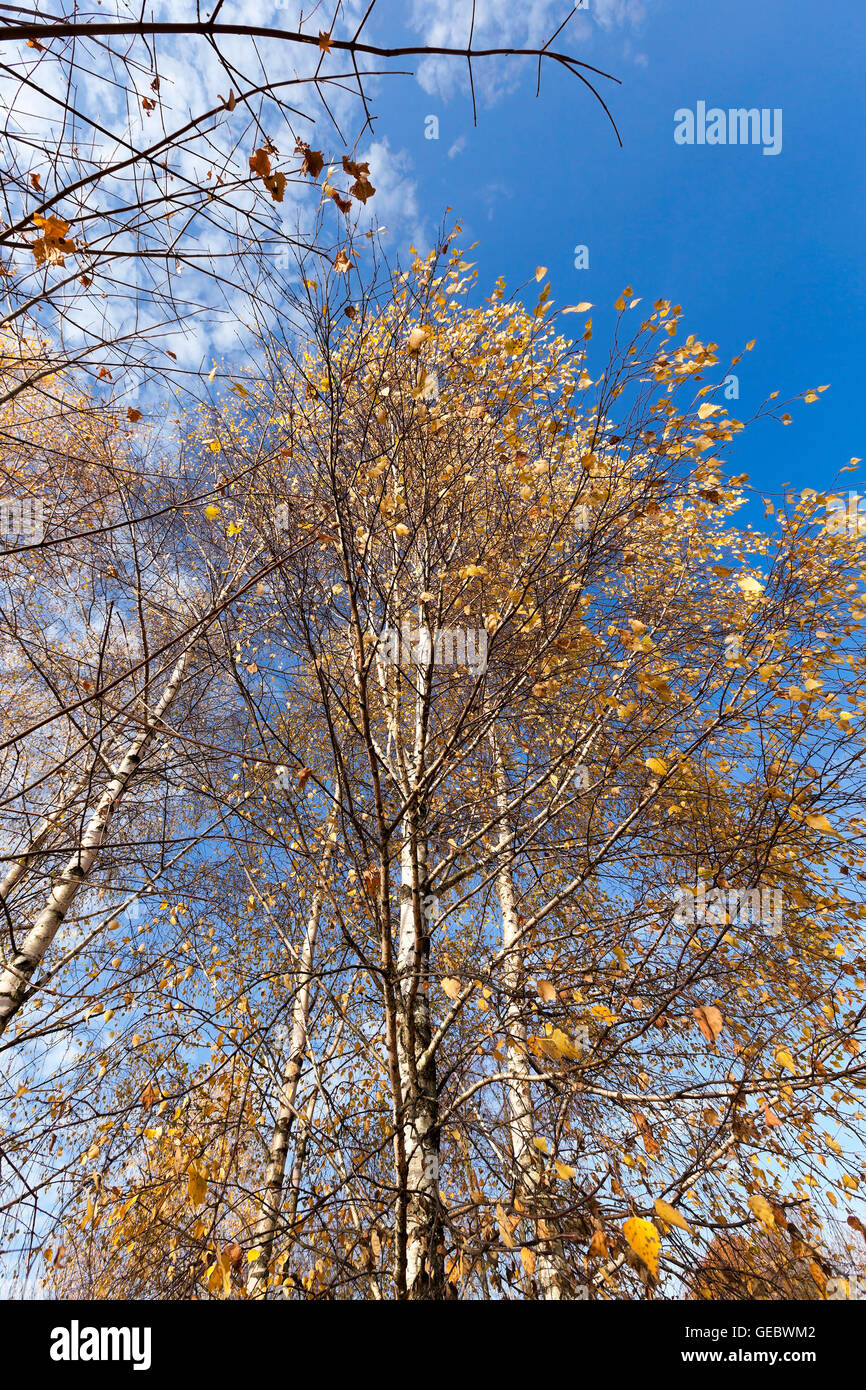 yellowing leaves on the trees Stock Photo - Alamy