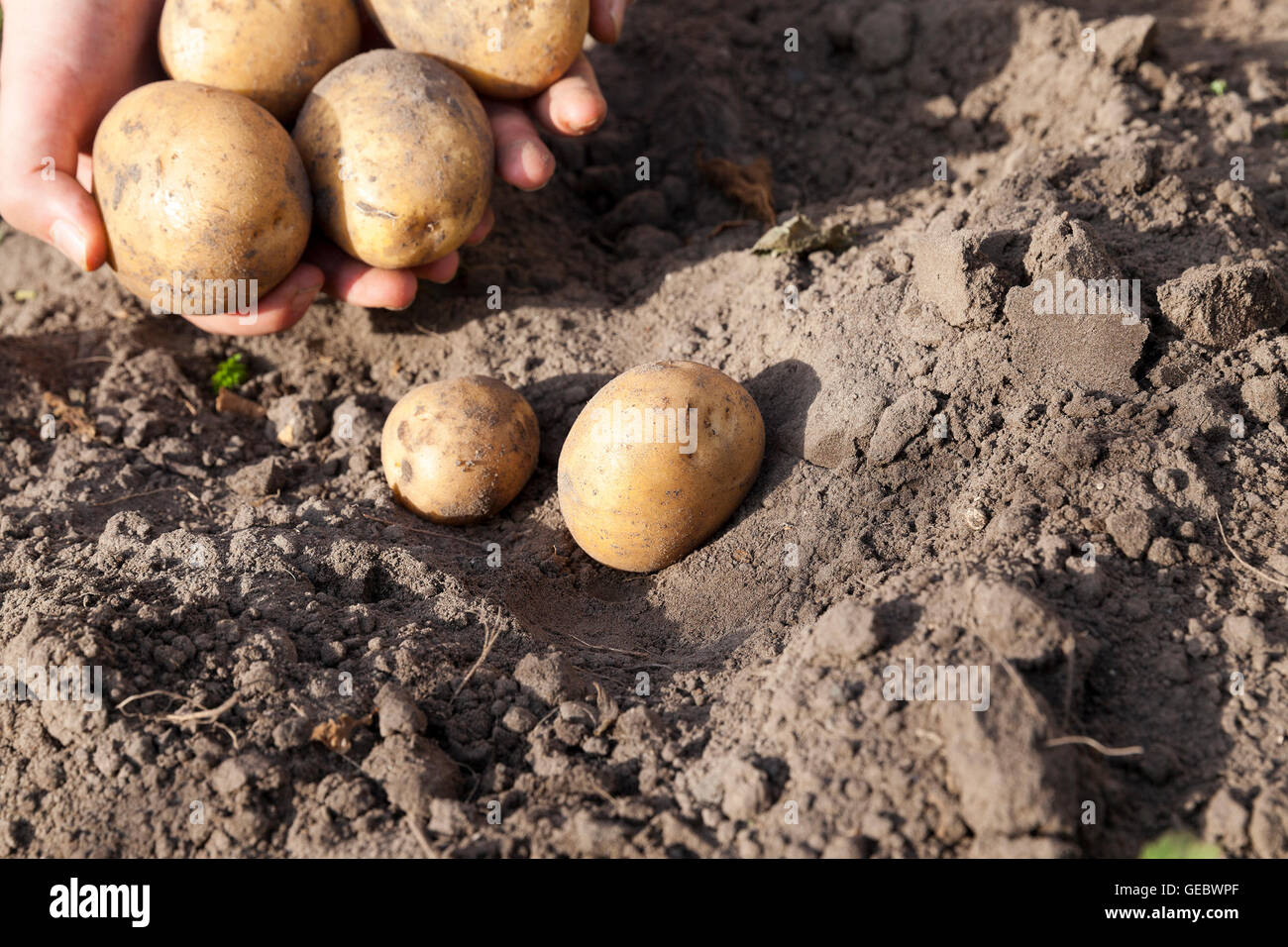 Potatoes in hand Stock Photo - Alamy