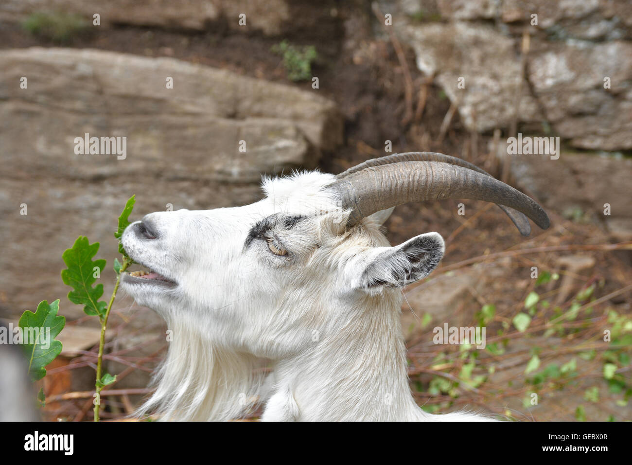 White goat (capra) with antler chewing on leaf, picture from Sweden ...