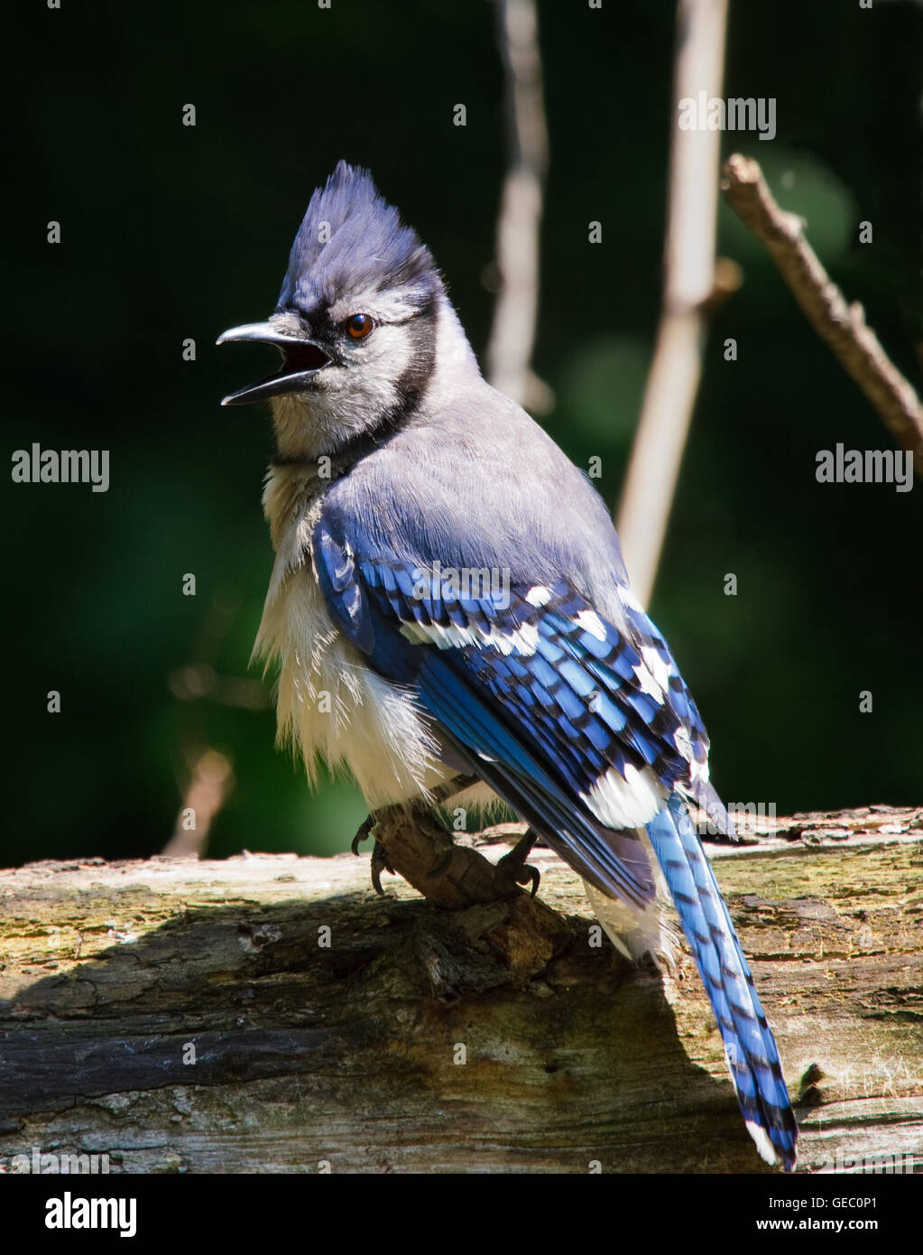Blue Jay (Cyanocitta Cristata) in Central Park at The Lake, Manhattan ...