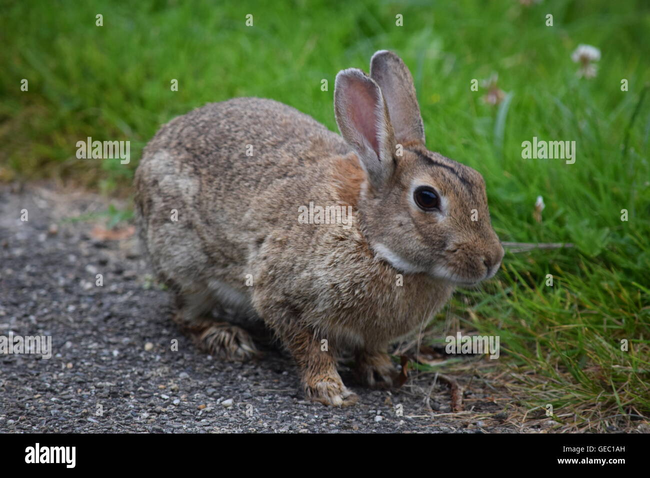 rabbit on the path Stock Photo - Alamy