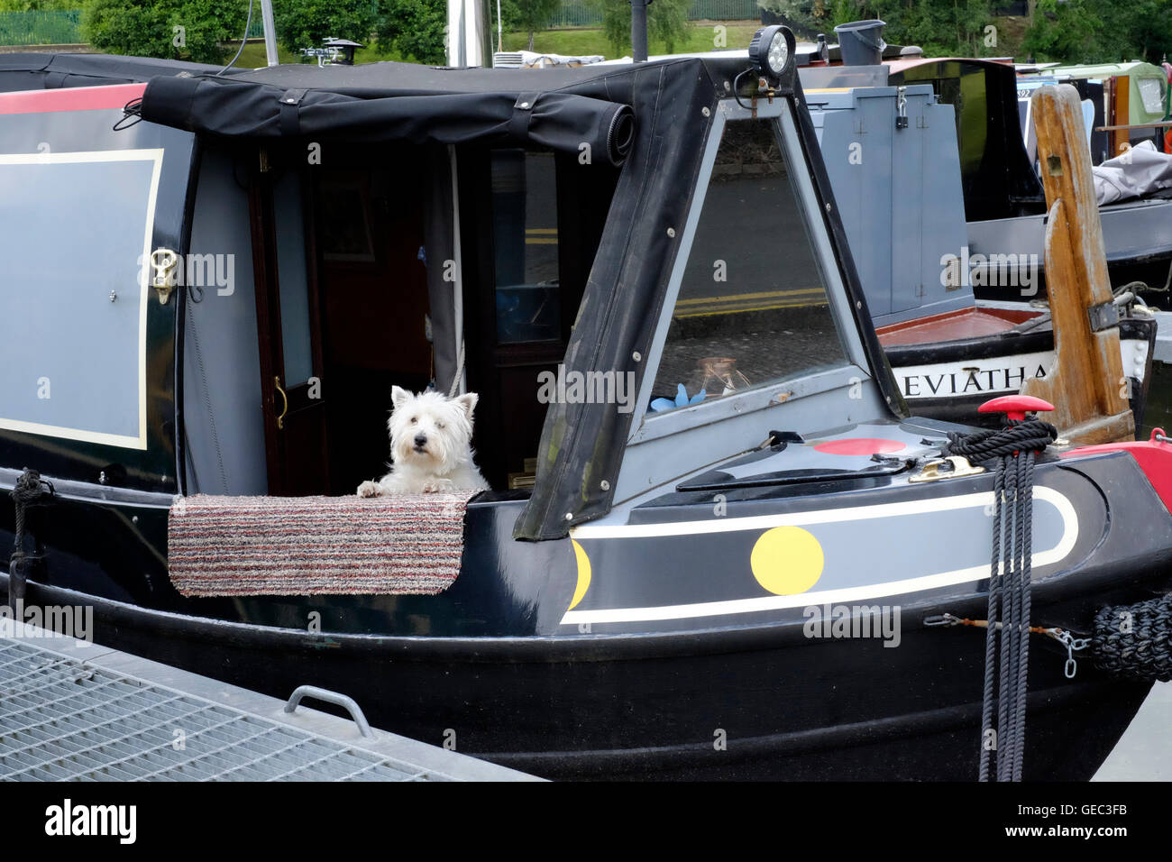 small dog peering out of a barge at whilton marina near daventry ...