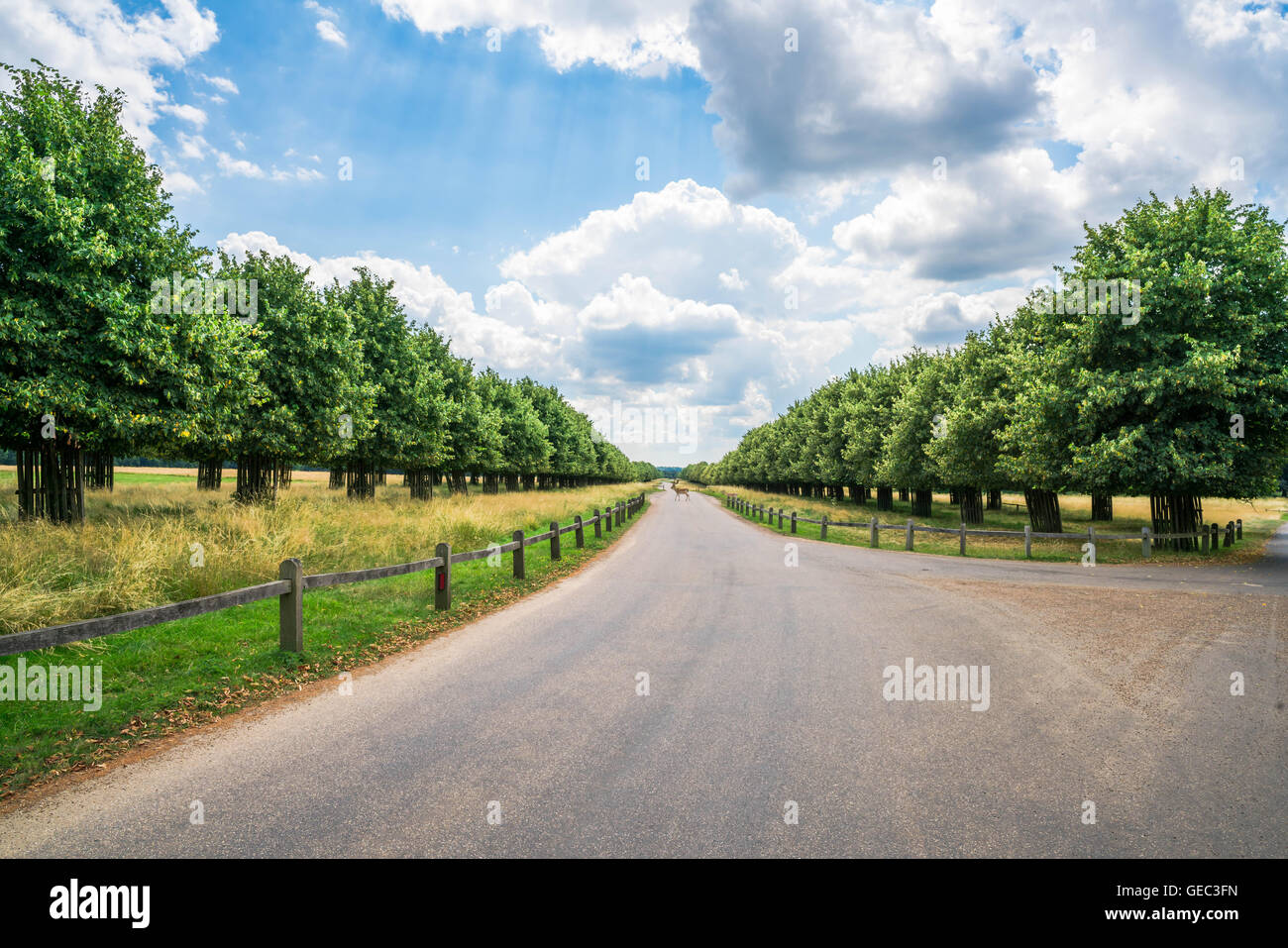 A road through Hampton Court Park in South London, UK Stock Photo - Alamy