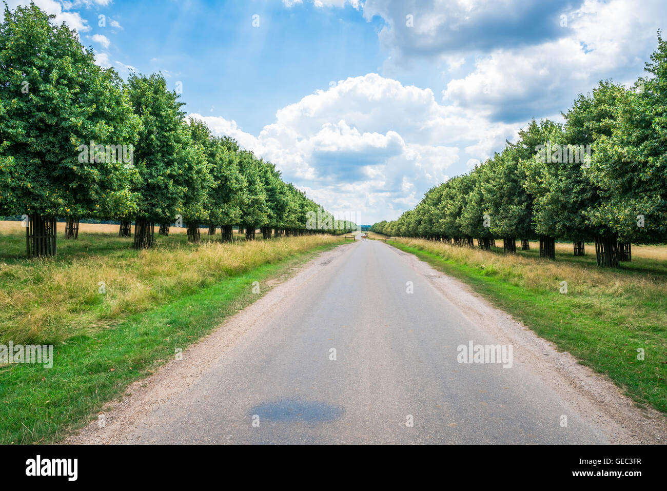 A road through Hampton Court Park in South London, UK Stock Photo - Alamy
