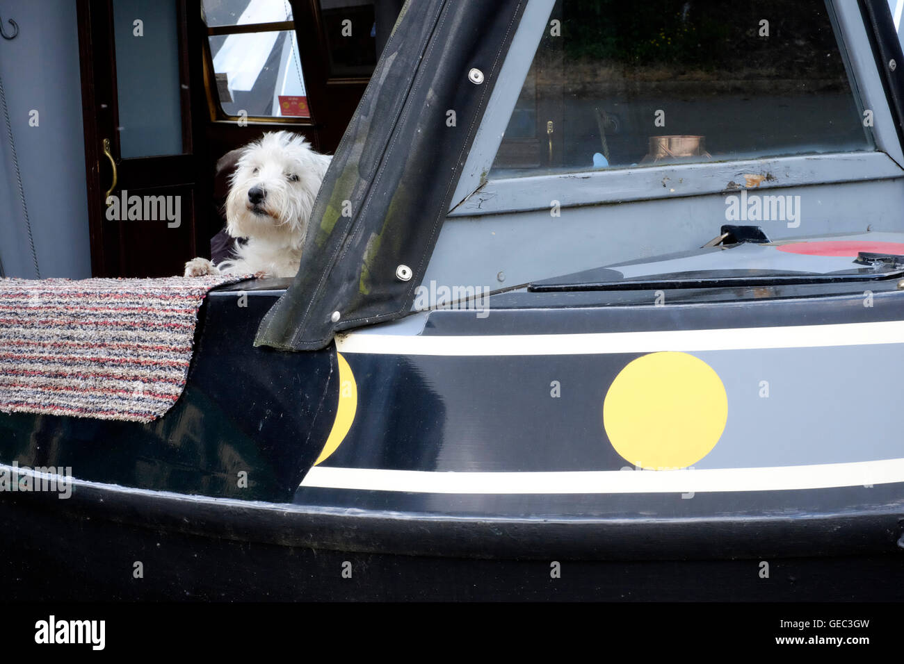 small dog peering out of a barge at whilton marina near daventry ...