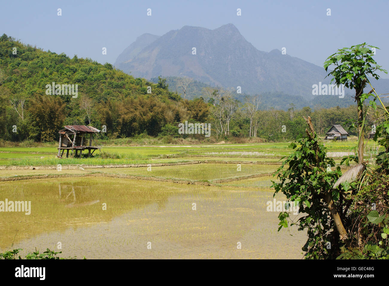 Rice field, Laos, South East Asia Stock Photo - Alamy