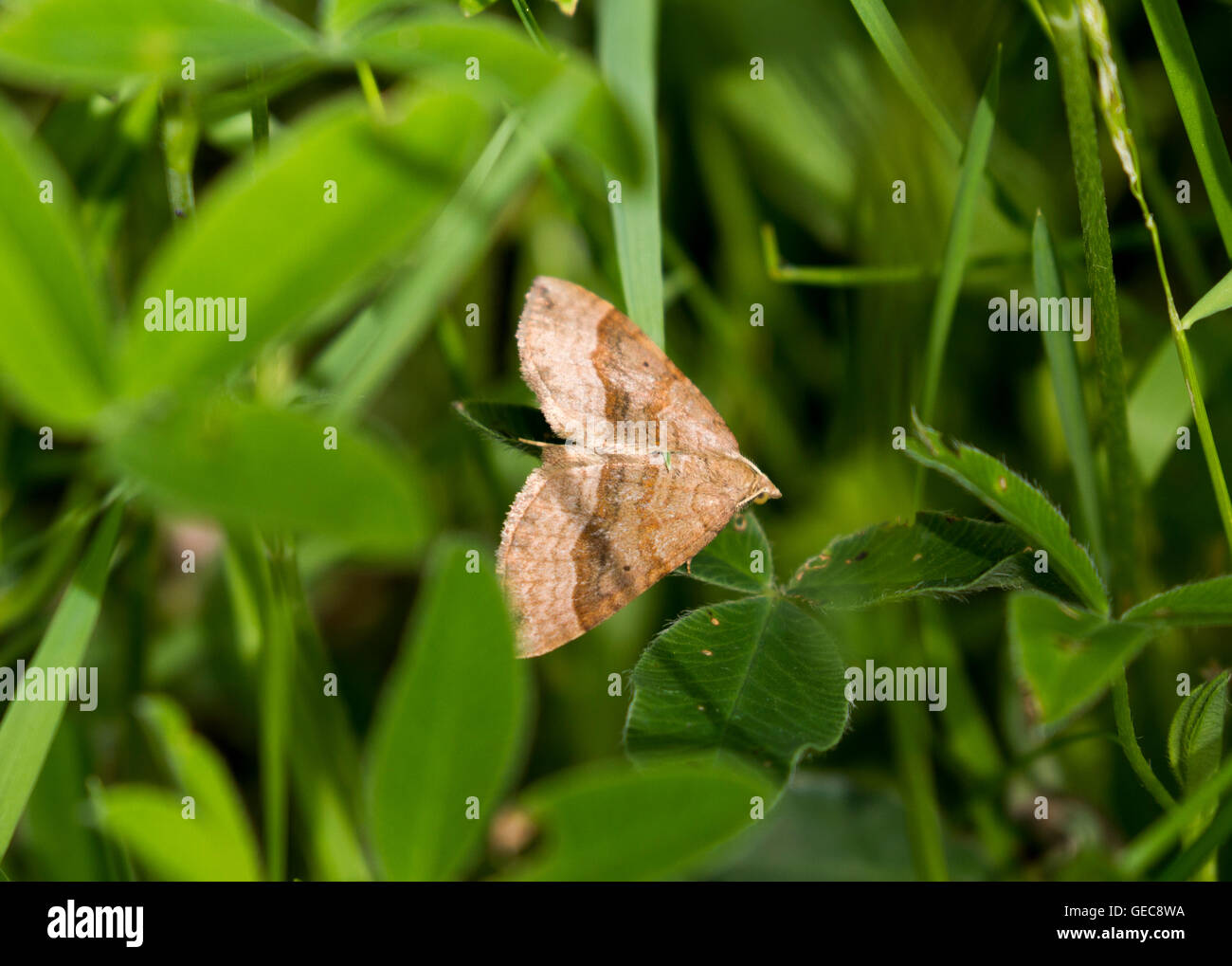 Shaded broad-bar moth on leaf Stock Photo - Alamy