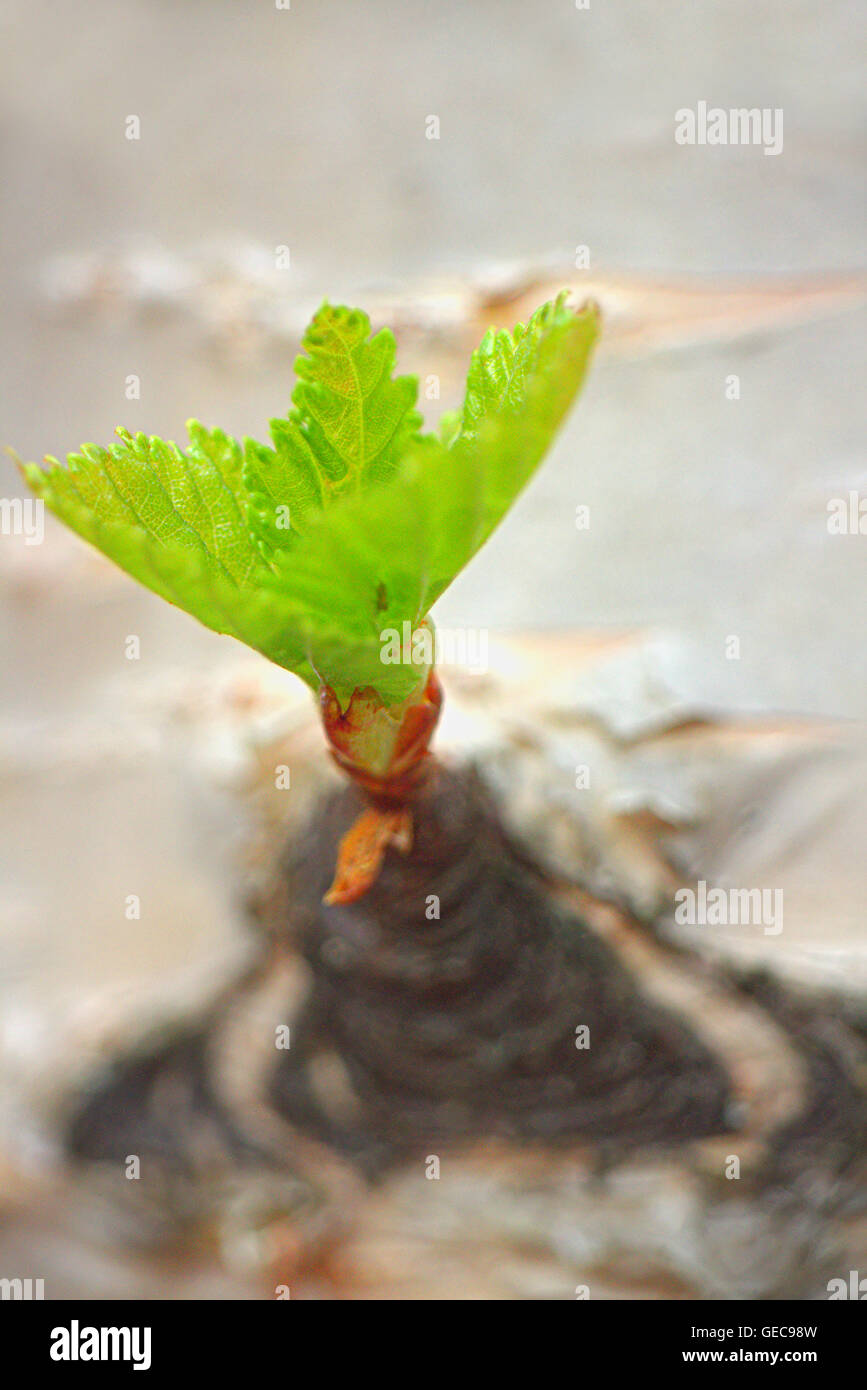 new spring leaves on the trees in the Arctic Stock Photo - Alamy