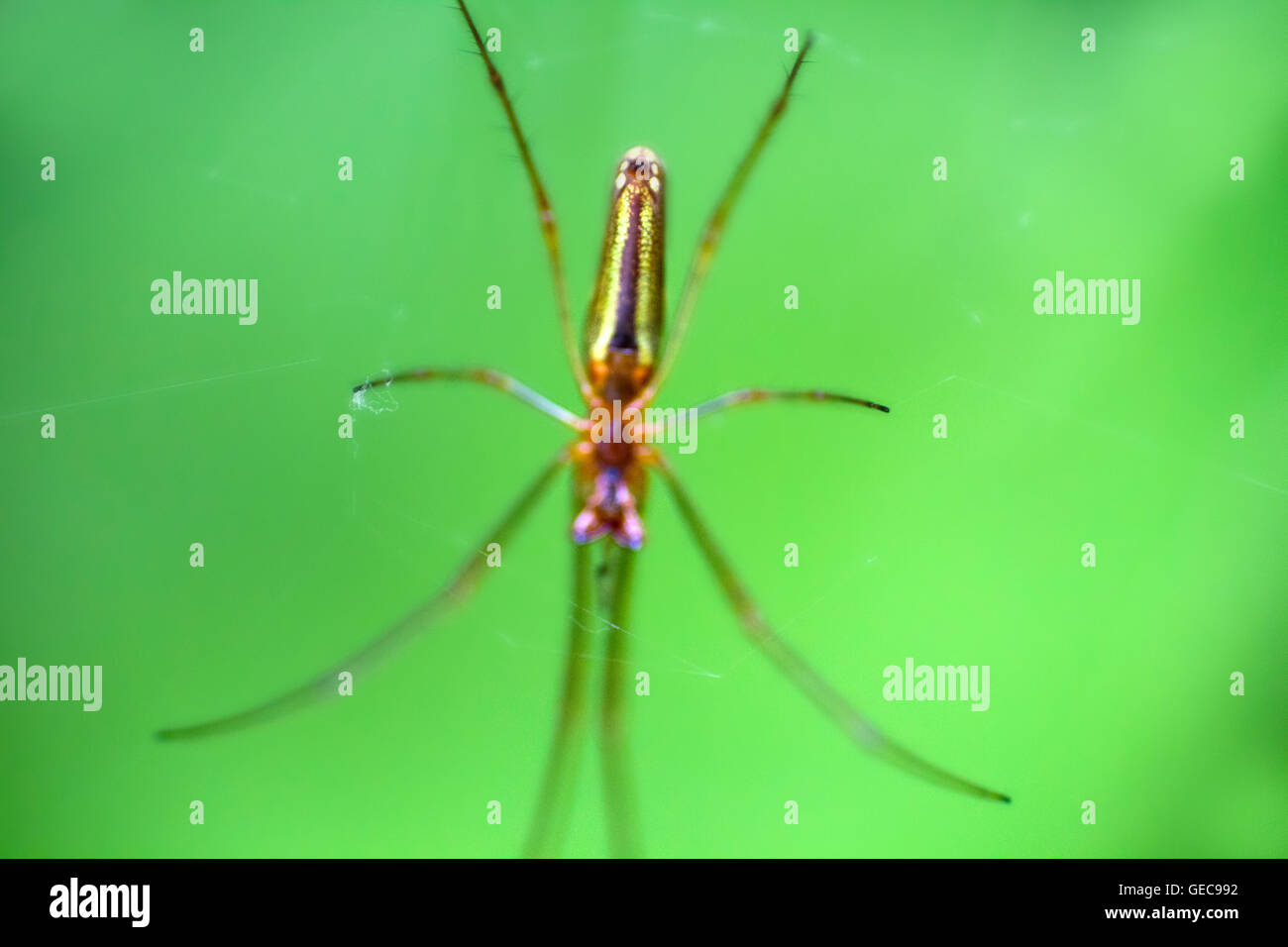 tangle-web spiders (Theridiidae) waiting for prey in center of web ...