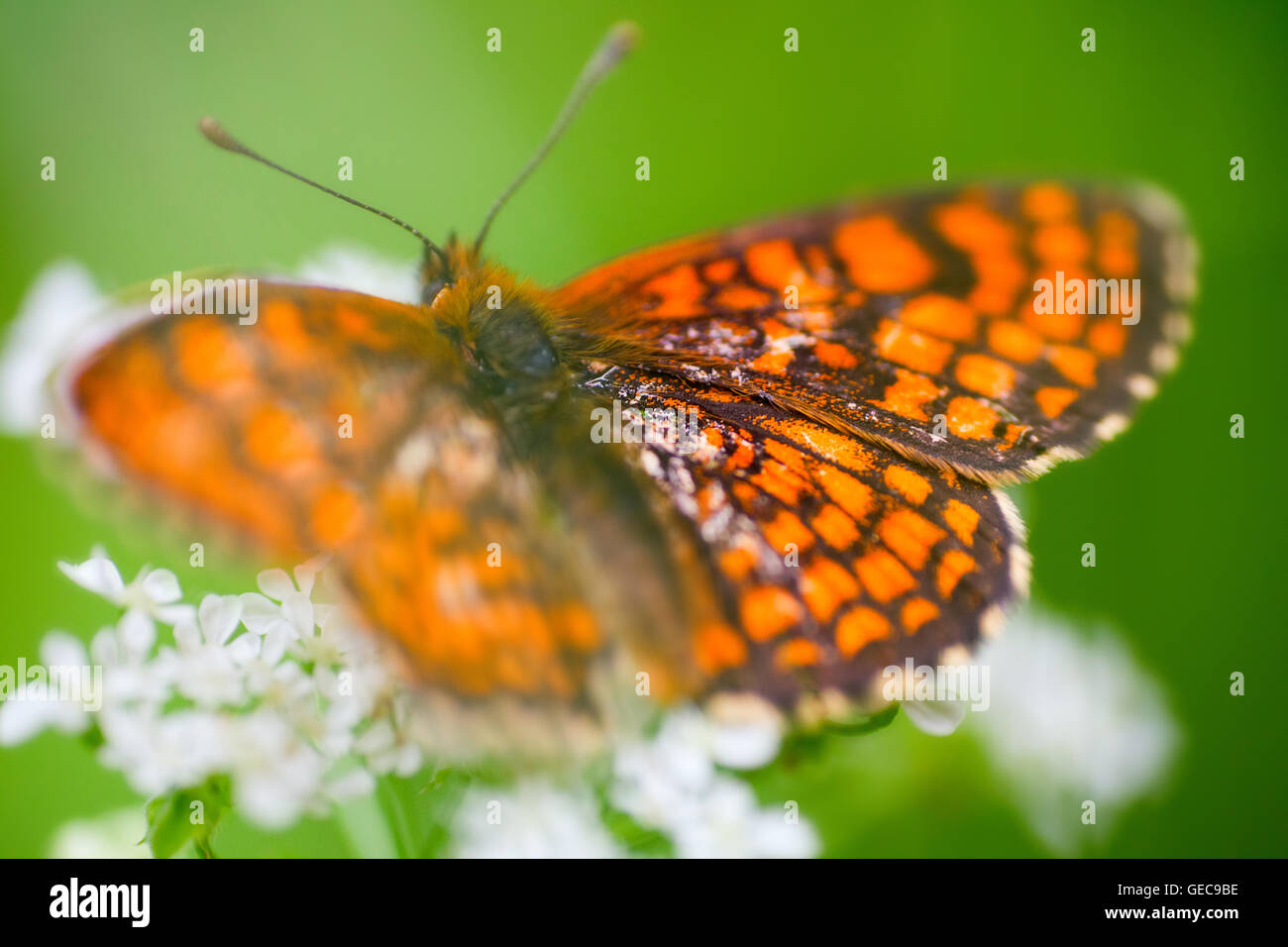 Silverspot silverspot hi-res stock photography and images - Alamy