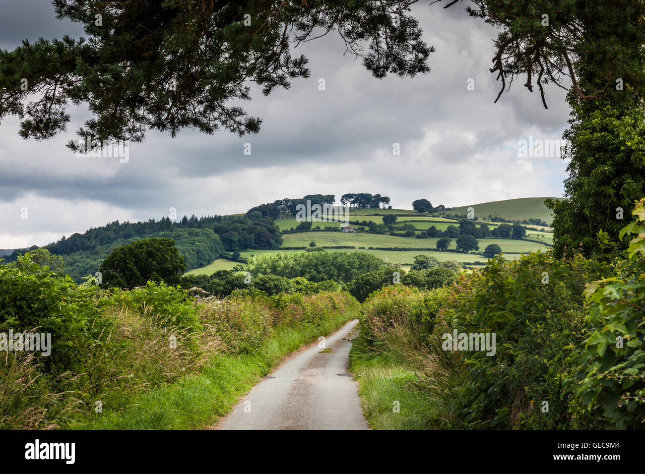Linley beeches hi-res stock photography and images - Alamy