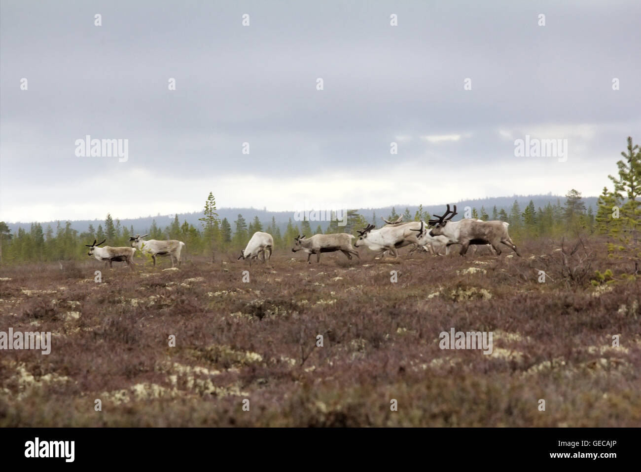 Eight reindeer of Santa Claus. Reindeer in forests and swamps of ...