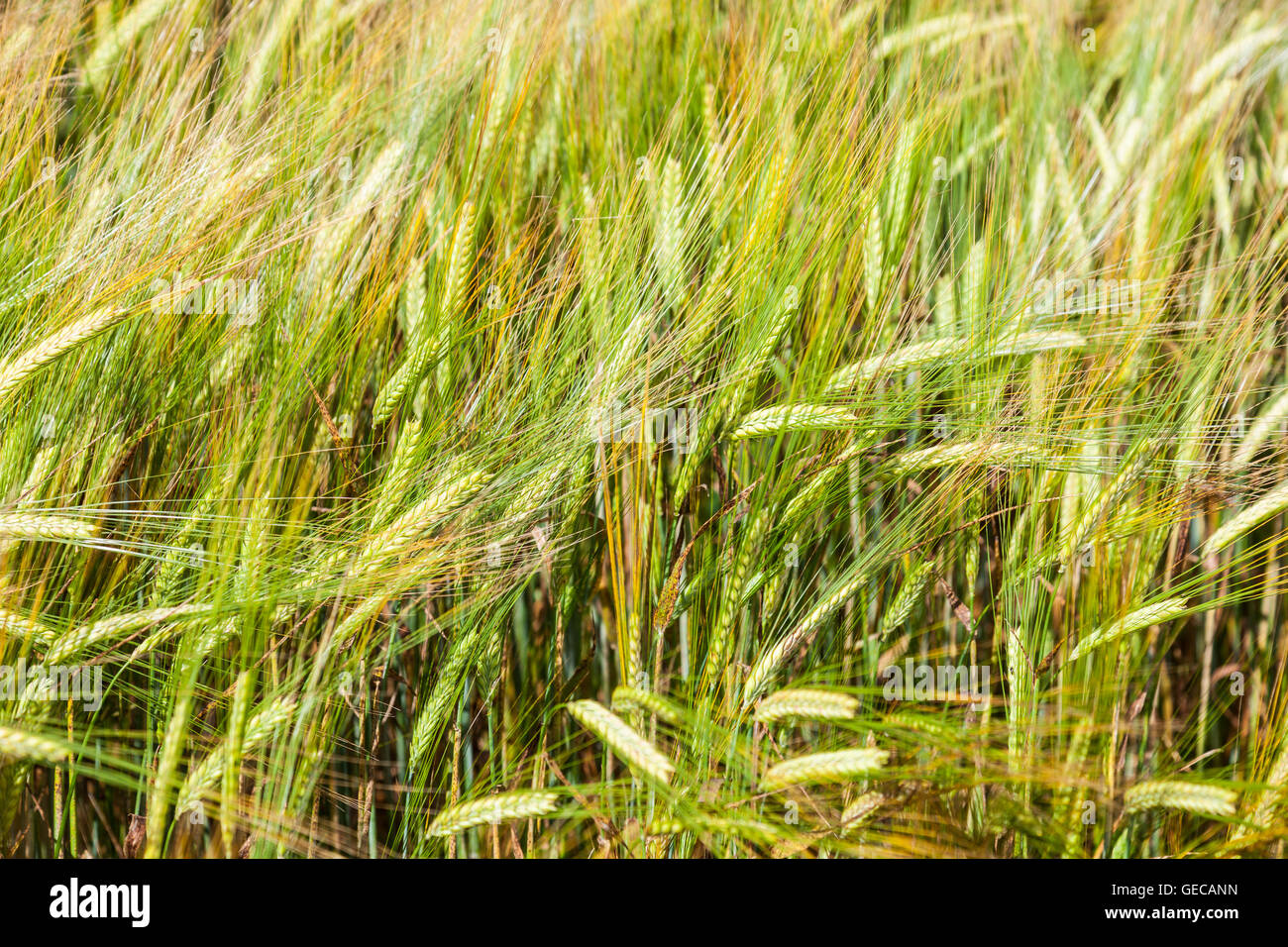 Barley breeze field hi-res stock photography and images - Alamy