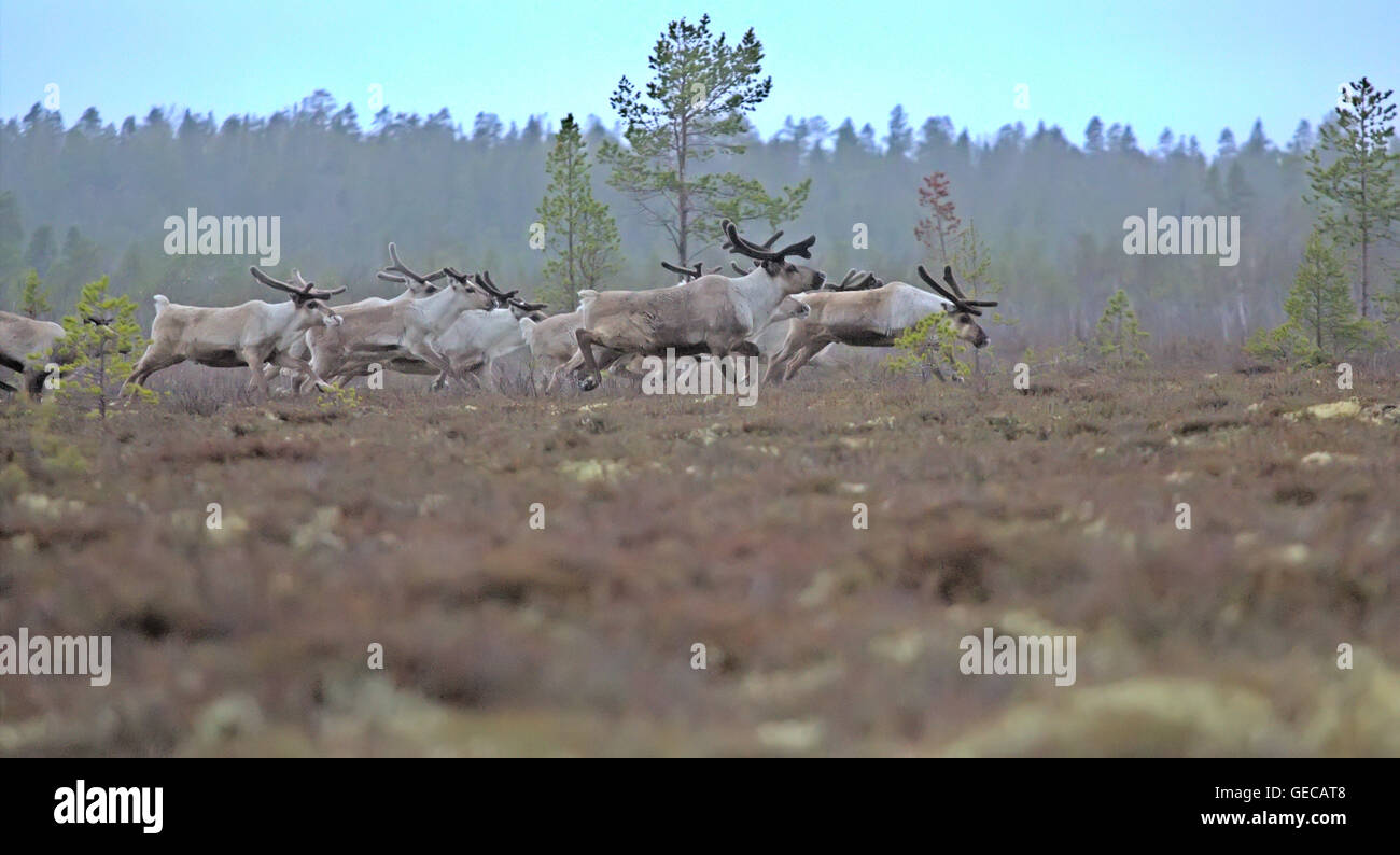Reindeer santa birthplace hi-res stock photography and images - Alamy