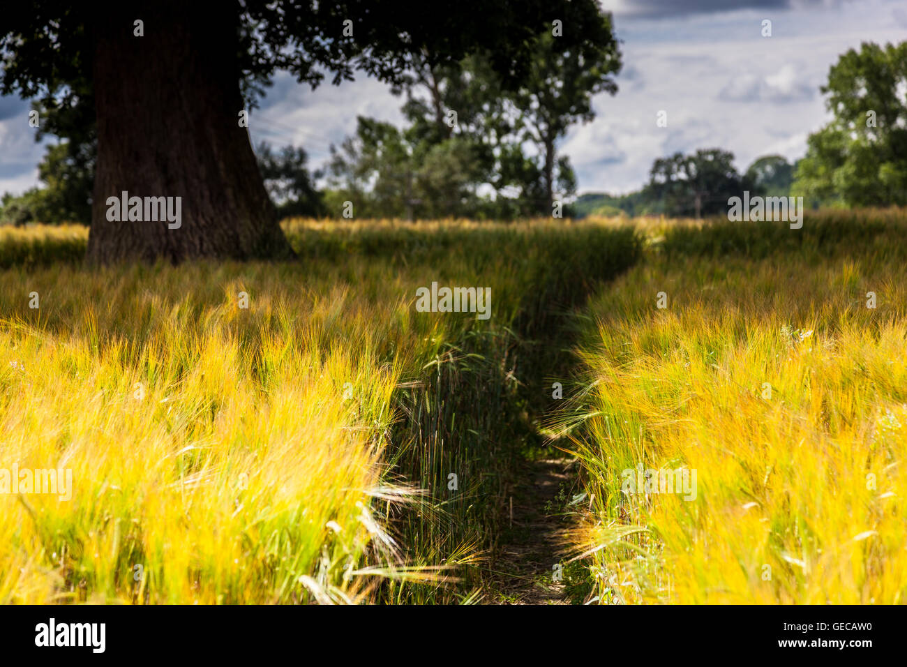 Footpath through a field of Barley, near More, Lydham, Shropshire, UK ...