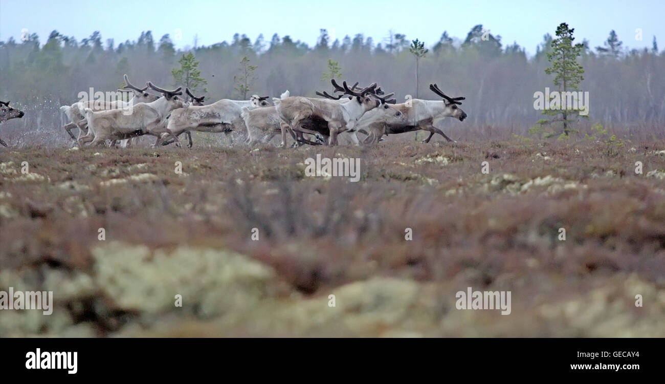 Eight reindeer of Santa Claus. Reindeer in forests and swamps of ...