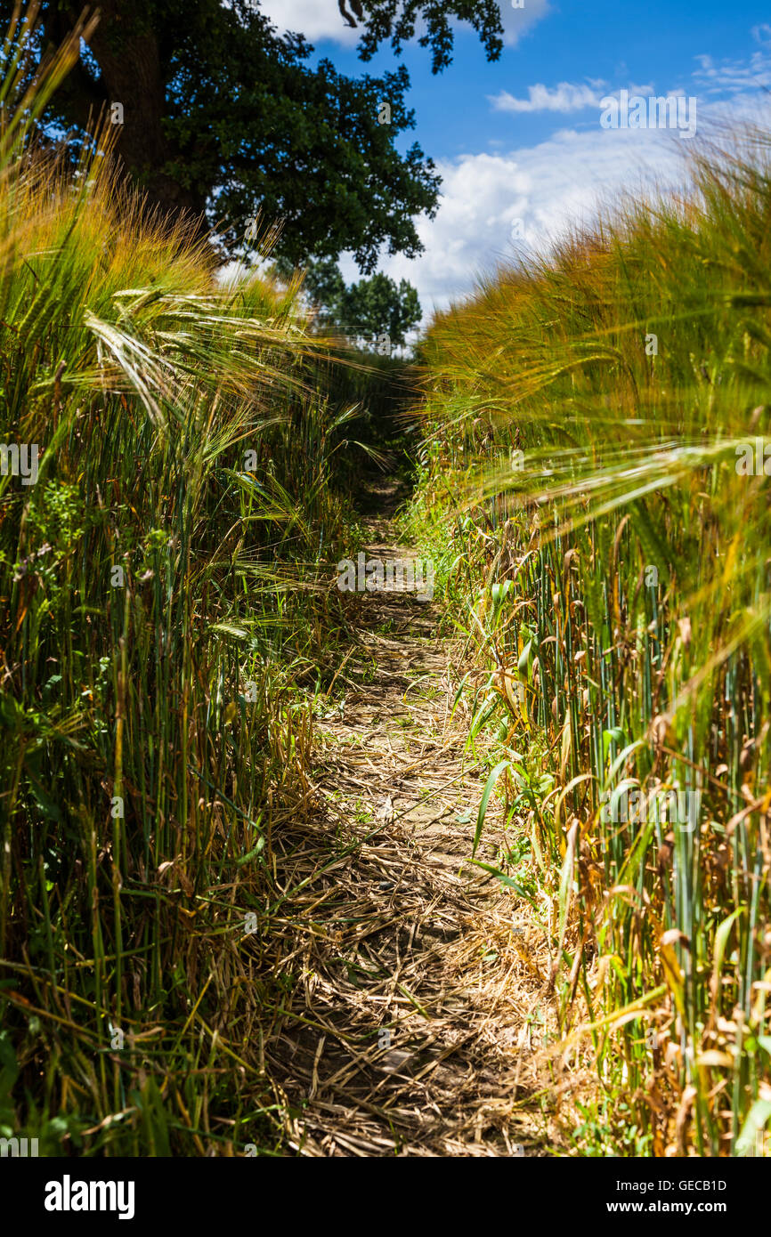 Farm field footpath hi-res stock photography and images - Alamy