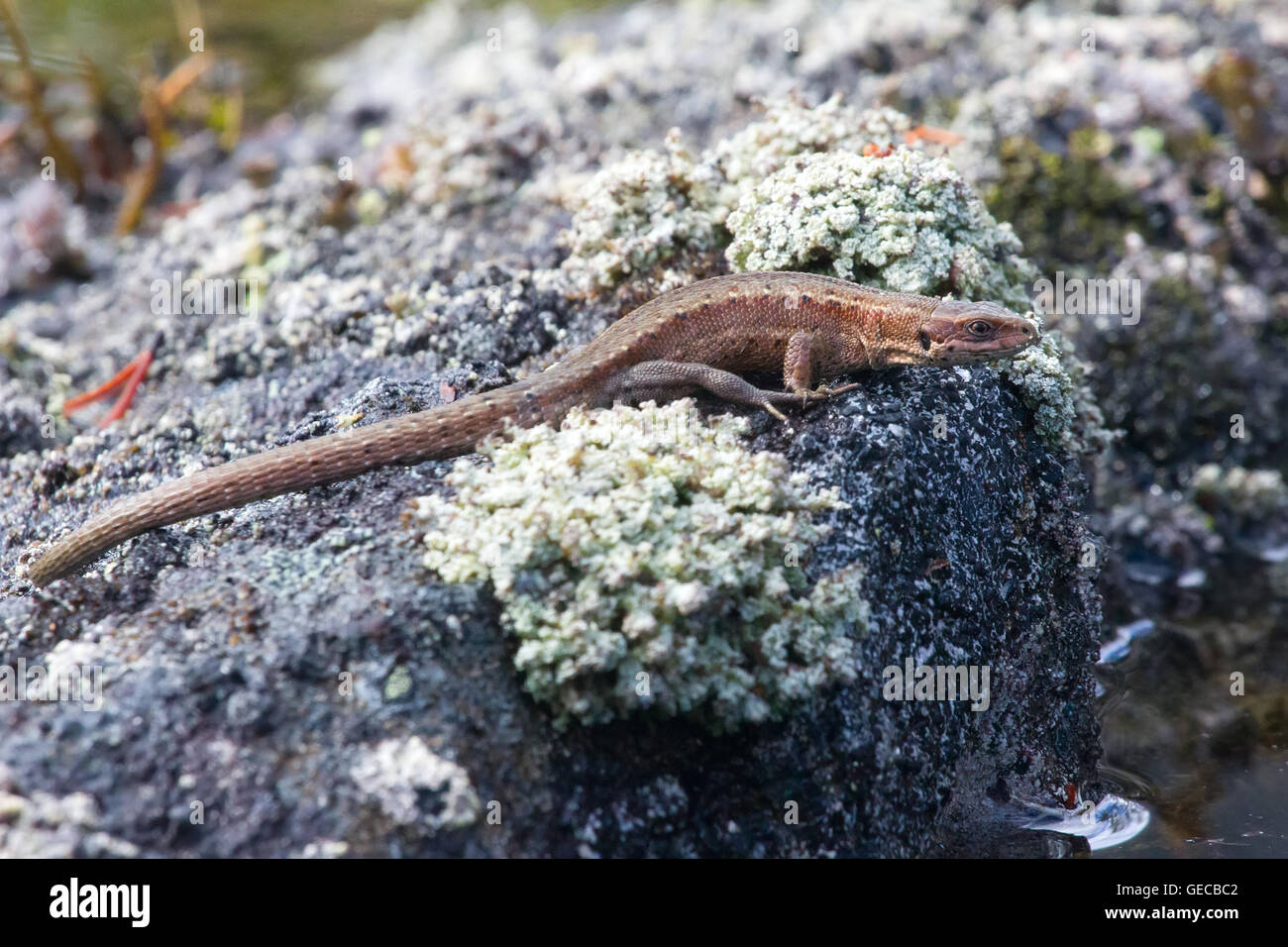 Mainland lizard sits on shore and then rapidly swims away Stock Photo ...