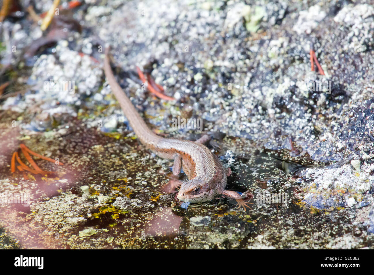 Mainland lizard sits on shore and then rapidly swims away Stock Photo ...