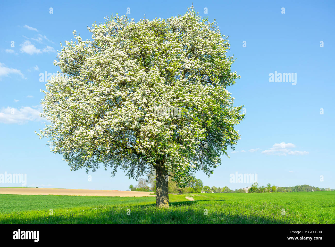 Big fruit tree hi-res stock photography and images - Alamy