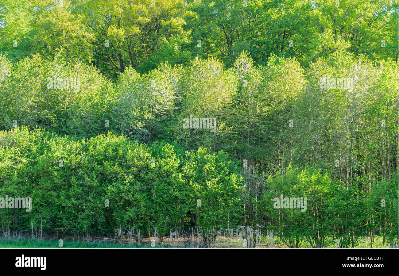 Green treetops hi-res stock photography and images - Alamy