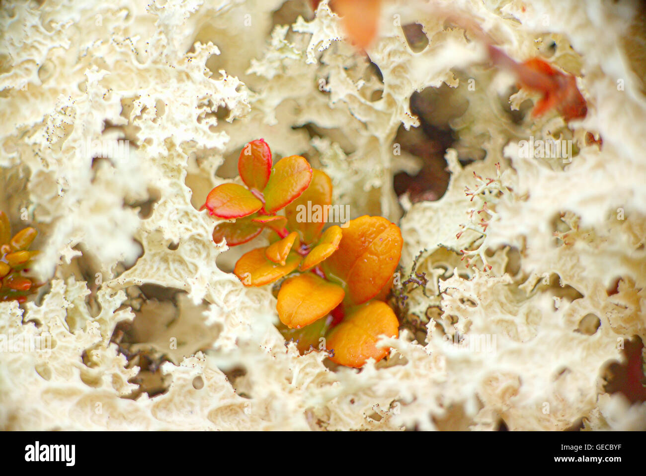 Arctic prairie plants - backgrounds of polar bald mountain macro ...