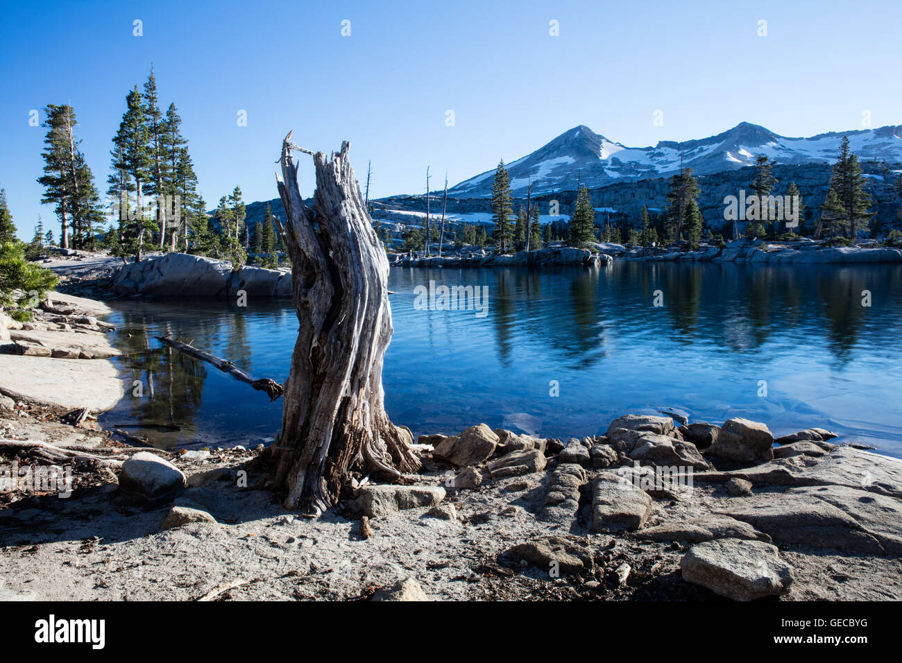 Gnarled tree stump hi-res stock photography and images - Alamy