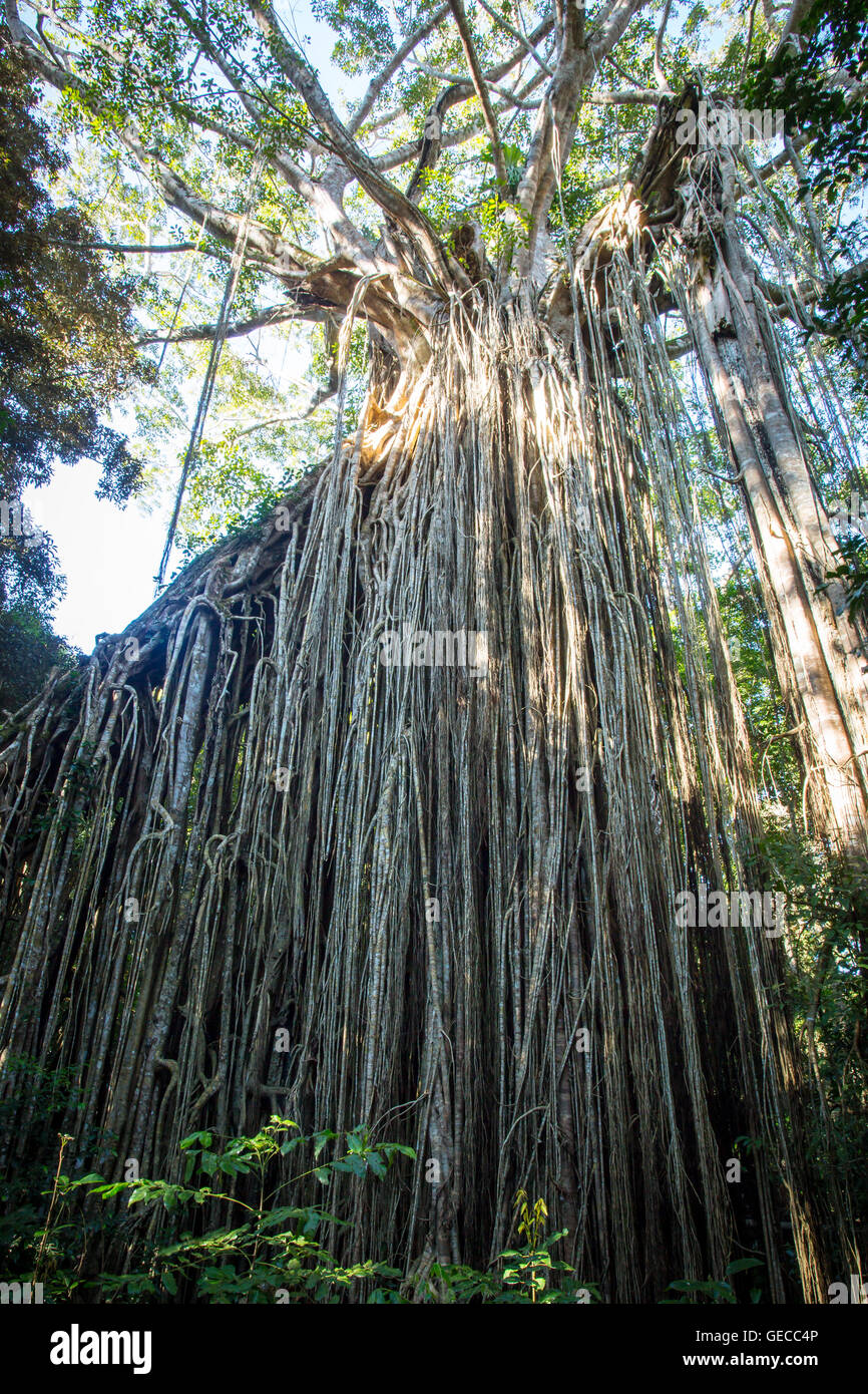 Curtain fig tree hi-res stock photography and images - Alamy