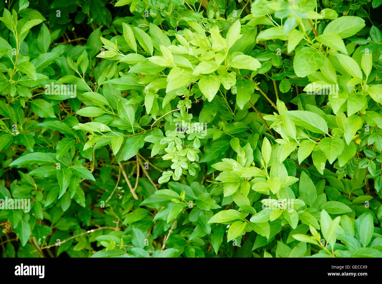 full frame vegetation background showing lots of fresh green leaves ...