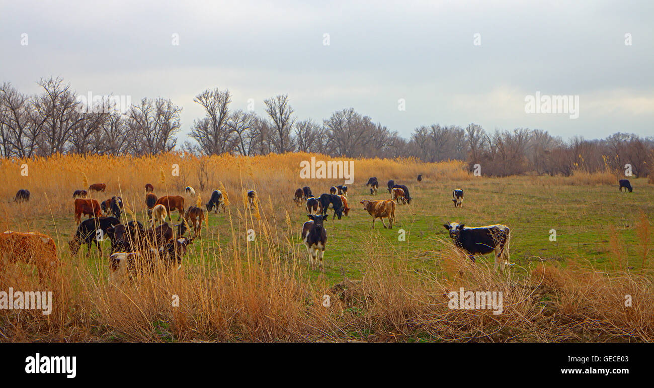Former dairy hi-res stock photography and images - Alamy
