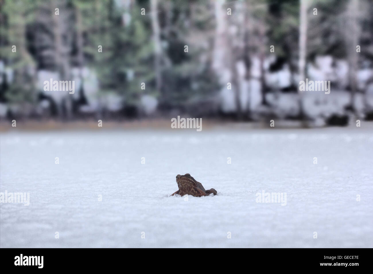 Frog dares 2. Brown frog woke up and migrates to wintering areas ...
