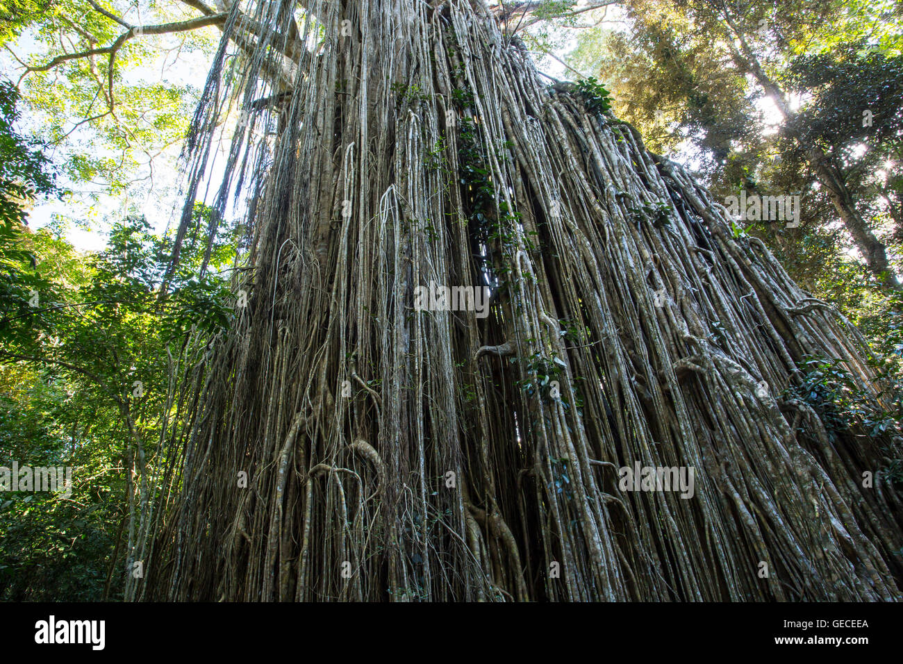 The famous Curtain Fig Tree near Yungabarra in the Atherton Tablelands ...