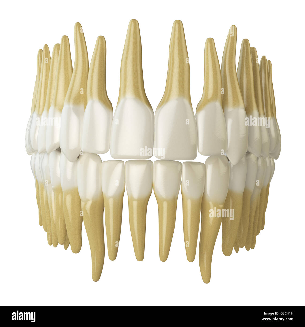 Human teeth isolated on white. 3d illustration Stock Photo - Alamy