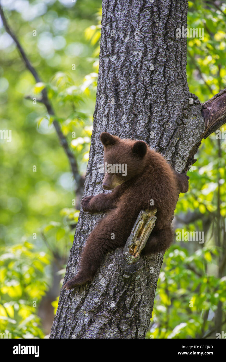Bear cub by tree High Resolution Stock Photography and Images - Alamy