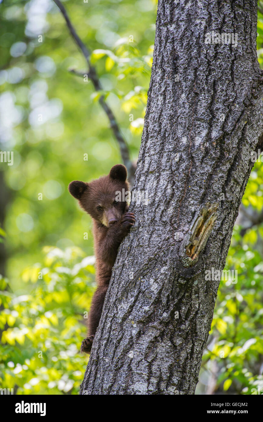 Black bear cubs tree Cut Out Stock Images & Pictures - Alamy