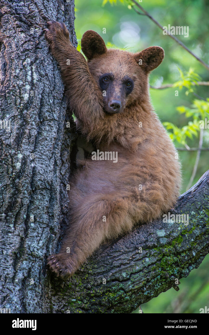 Black bear yearling, cinnamon phase, Urus americanus sitting in tree ...