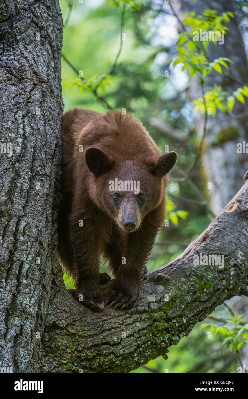 Black bear yearling urus americanus hi-res stock photography and images ...