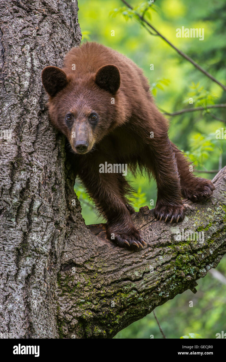 Black bear yearling, cinnamon phase, Urus americanus standing in tree ...