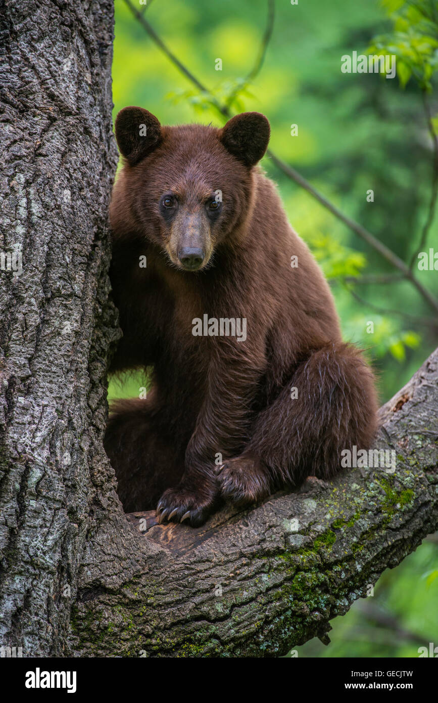 Black bear yearling, cinnamon phase, Urus americanus sitting in tree ...