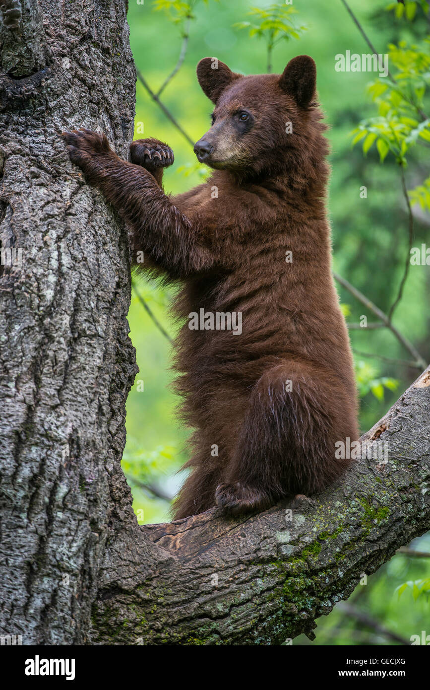 Black bear yearling, cinnamon phase, Urus americanus sitting in tree ...