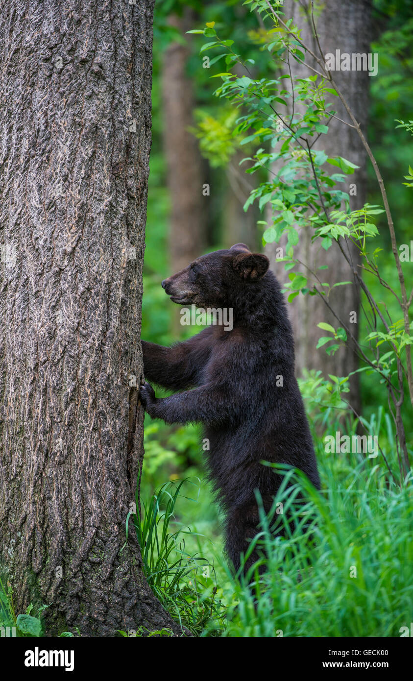 Black bear yearling Urus americanus, clawing tree trunk, North America ...