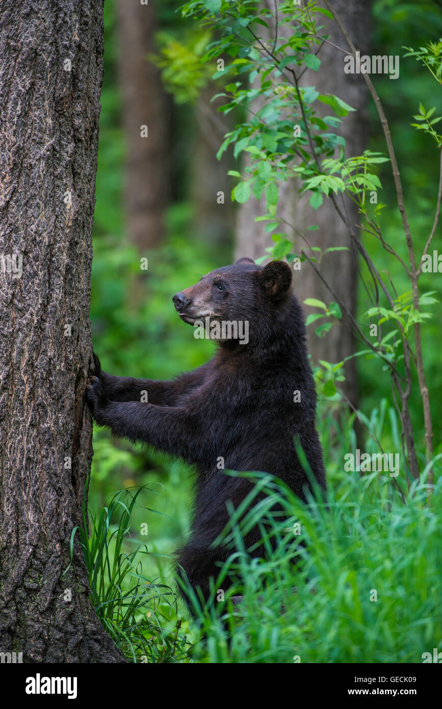 Bear claw tree hi-res stock photography and images - Alamy