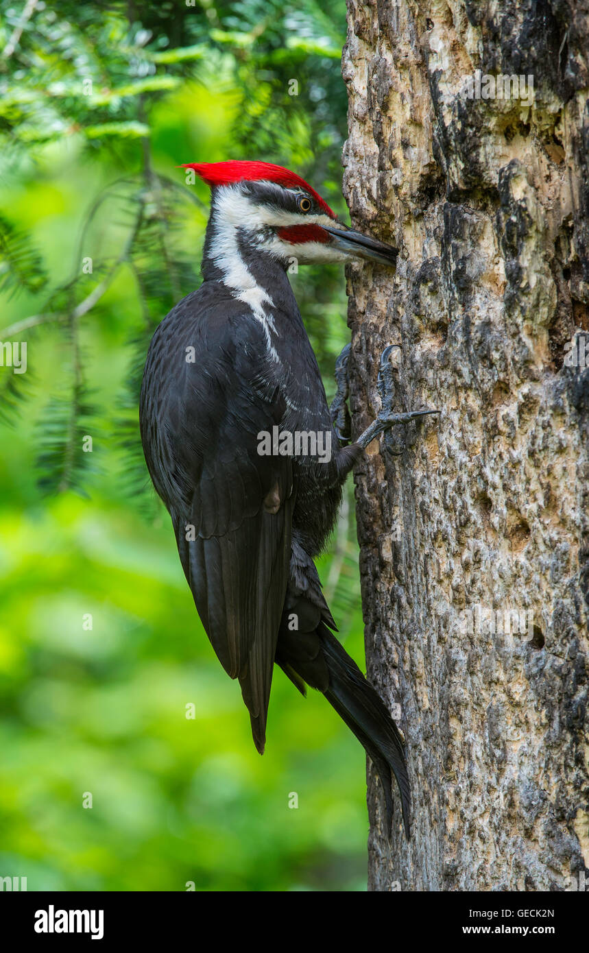 Pileated Woodpecker Dryocopus Pileatus Pecking For Food On Tree Trunk