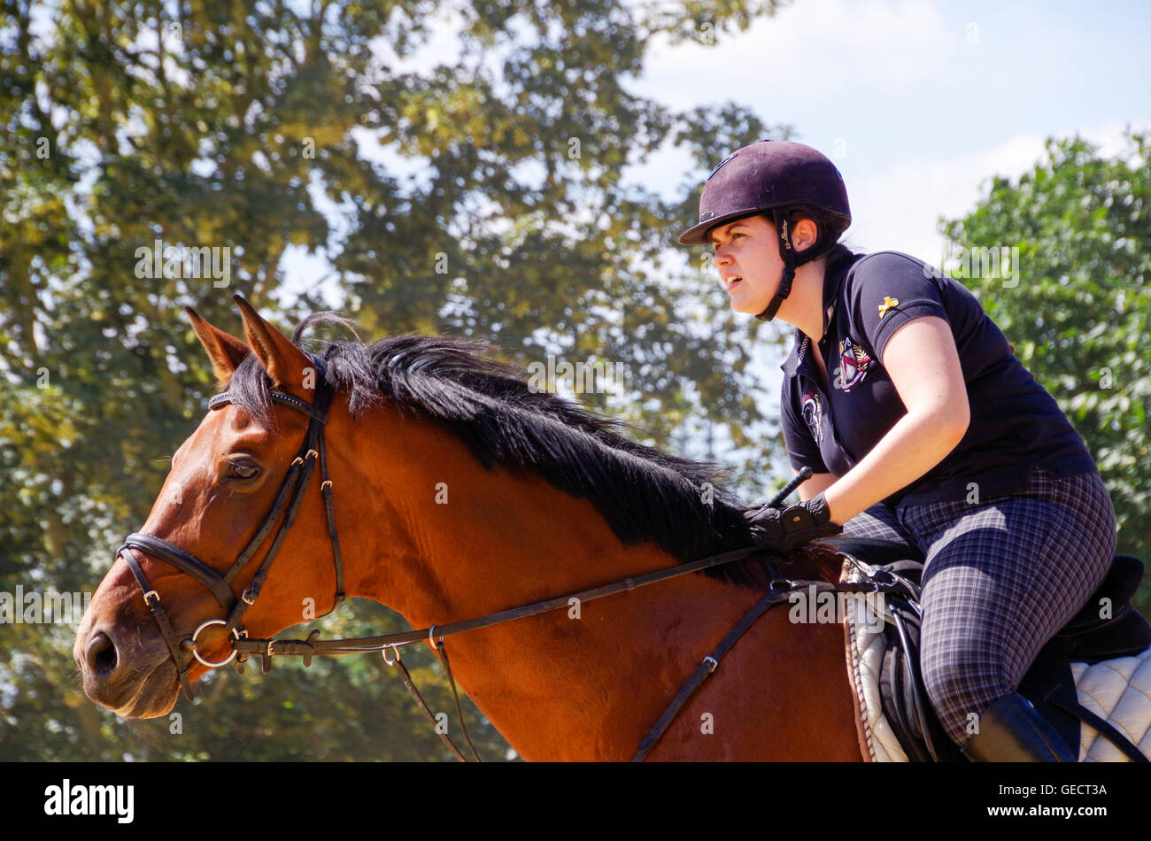 Close-up of a concentrated female rider and her chestnut mount ...