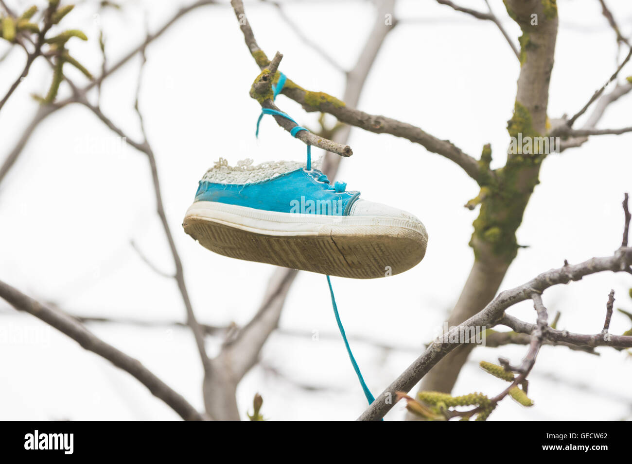 On the branch of a tree hung a shoe Stock Photo - Alamy